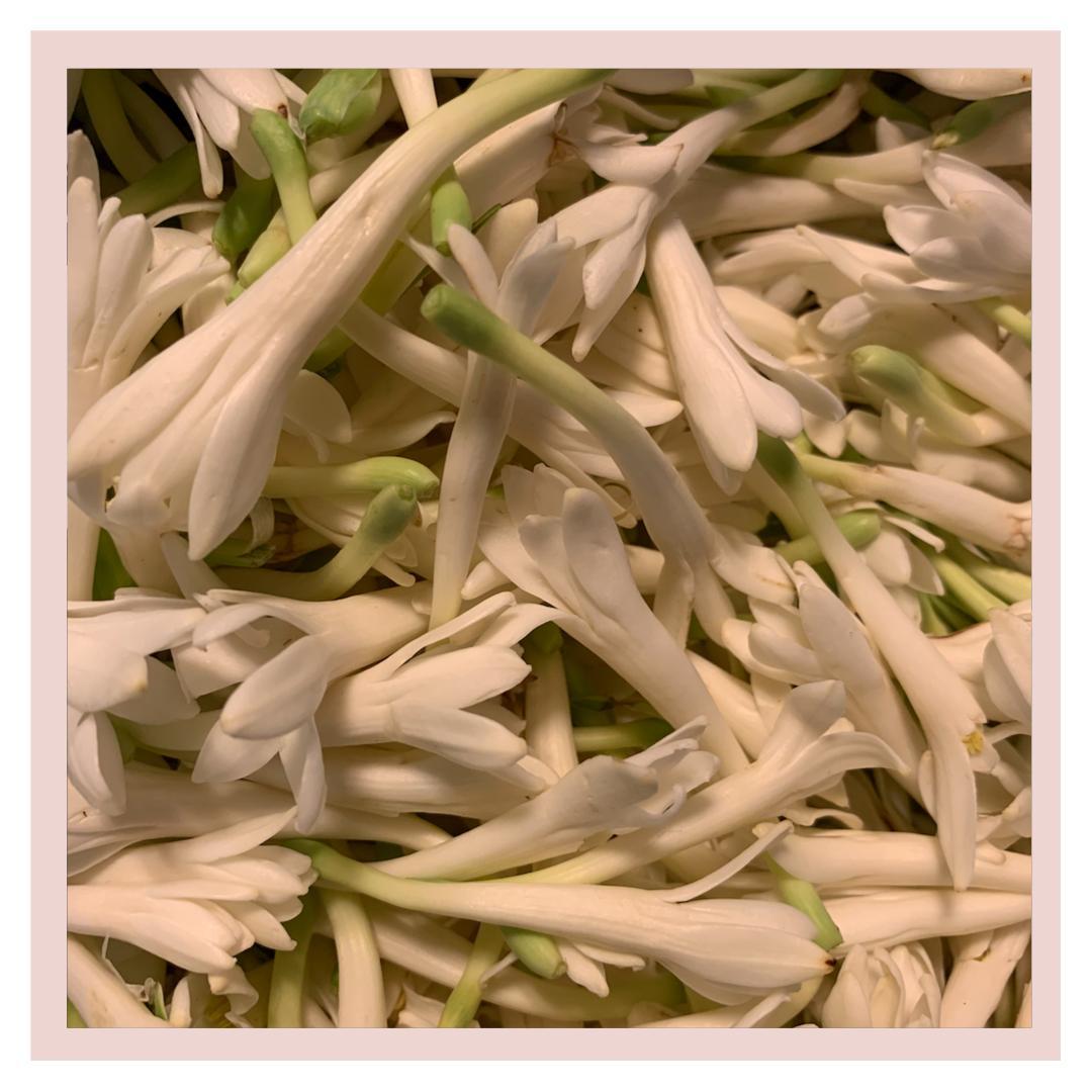 Flower of the month: Rajnigandha – Rosebazaar India
