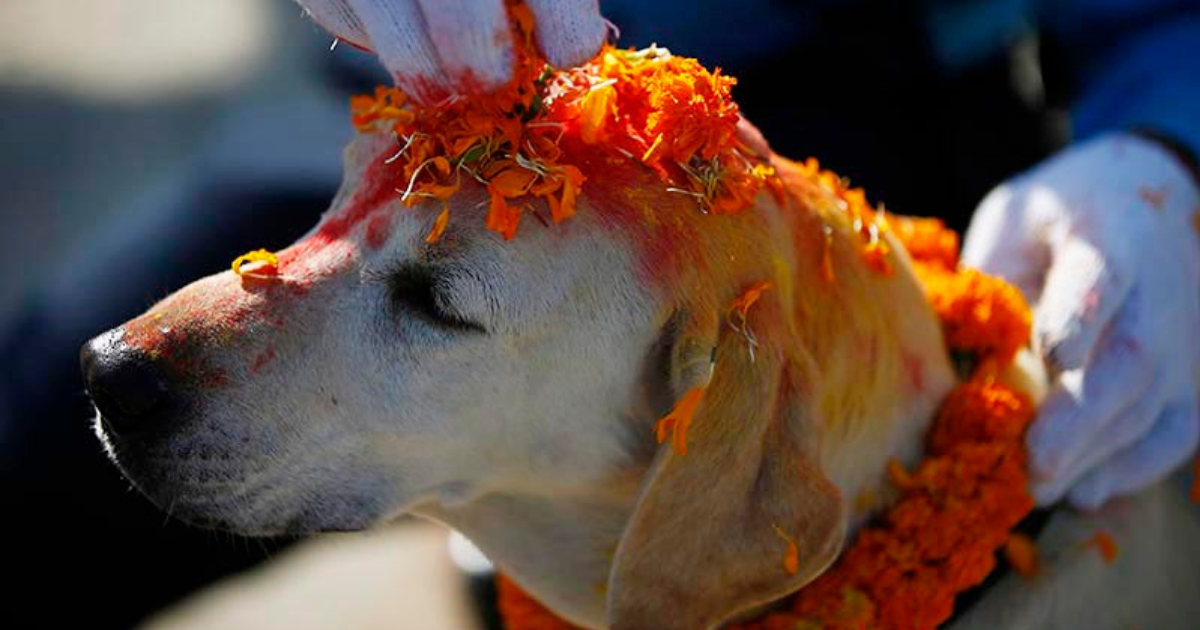 Kukur Tihar: Celebrating the Divine Bond with Dogs – Rosebazaar India